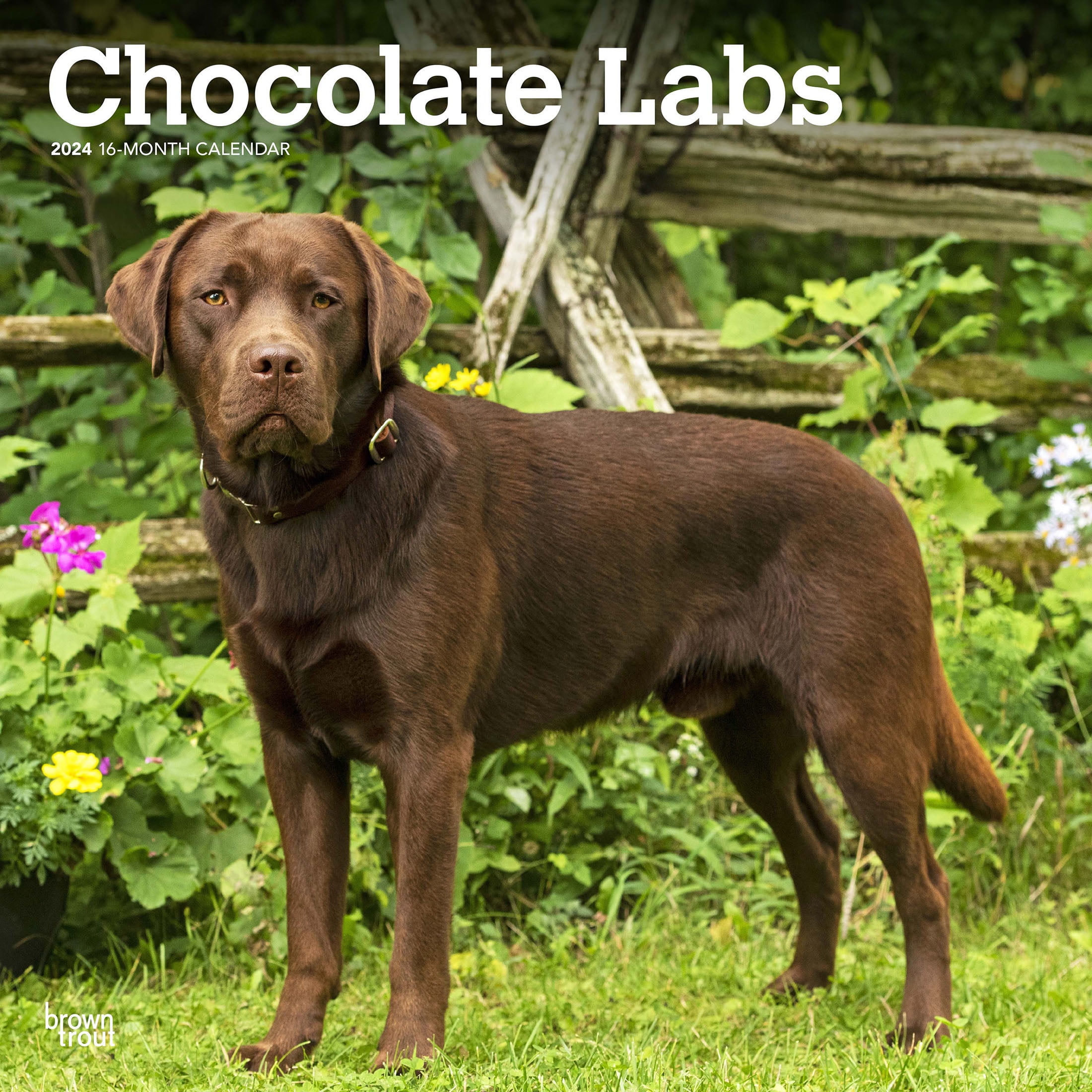 Chocolate Labrador Retrievers | 2024 12x24" (Hanging) Wall Calendar ...