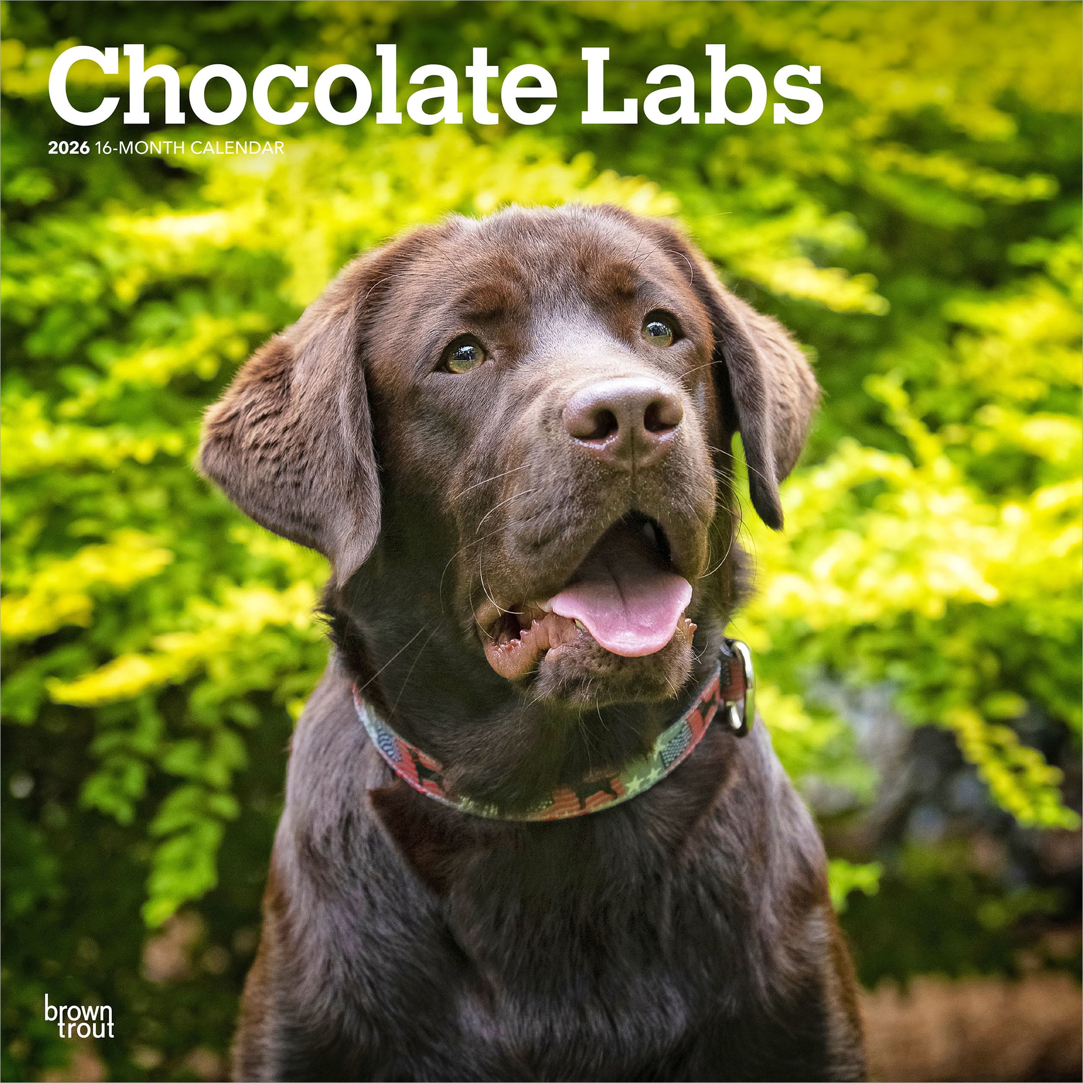 BrownTrout Wall Calendar, 12x24 Inches, Chocolate Labrador Retrievers ...