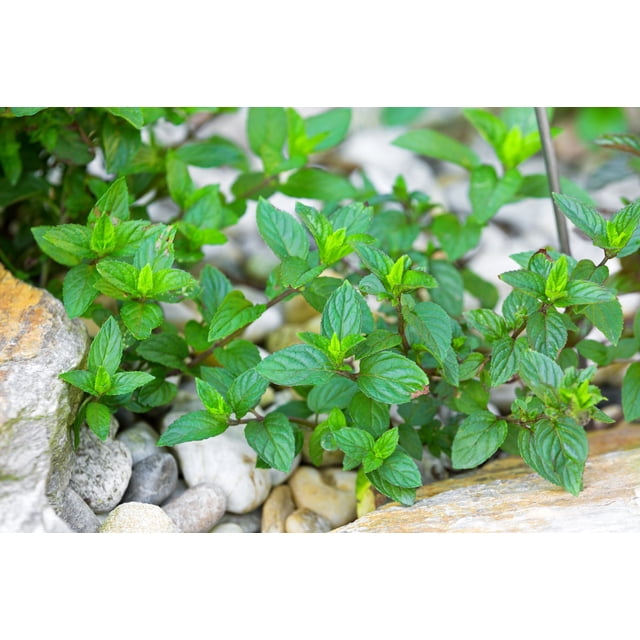 "Easy Grow Chocolate Mint Plant - Live Starter, Low Maintenance Indoor ...