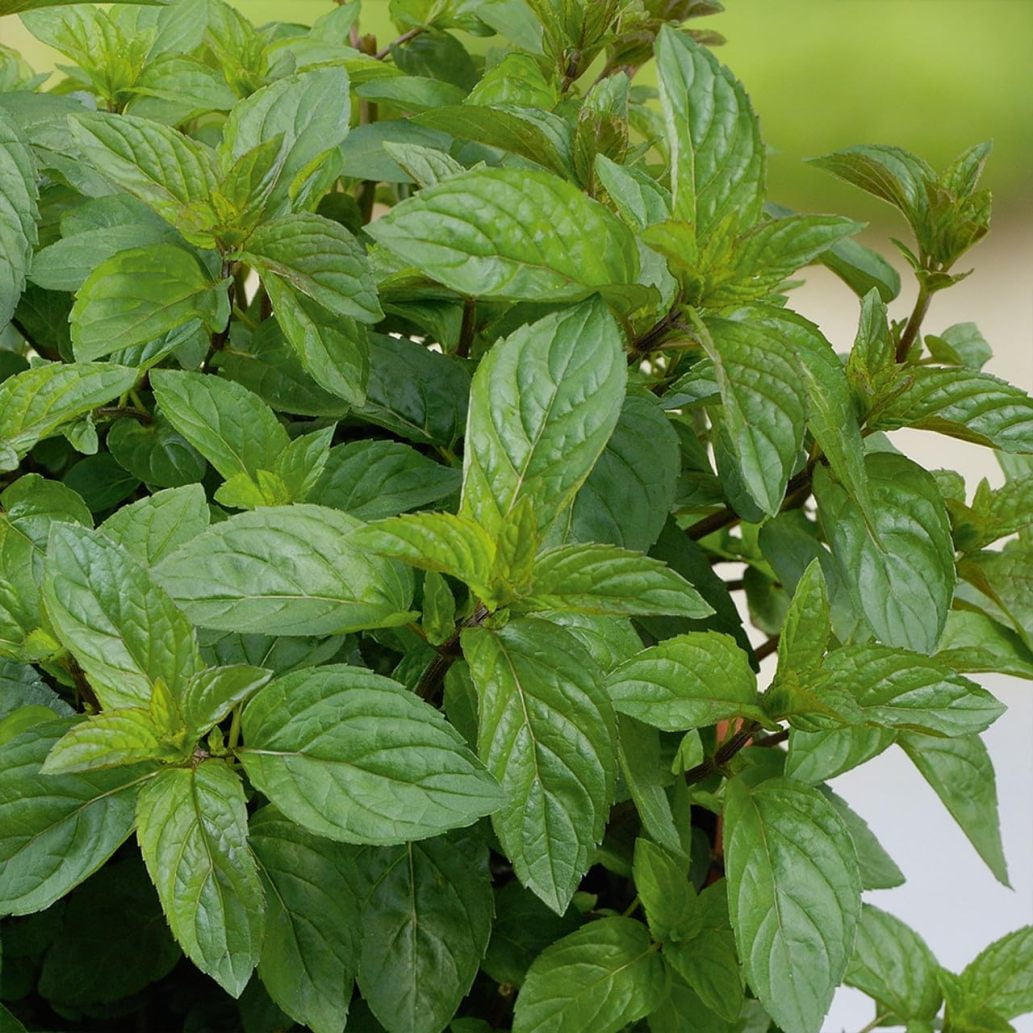 Chocolate Mint Plant - Mentha Piperita CV ‘Chocolate Mint’ Live Plant ...