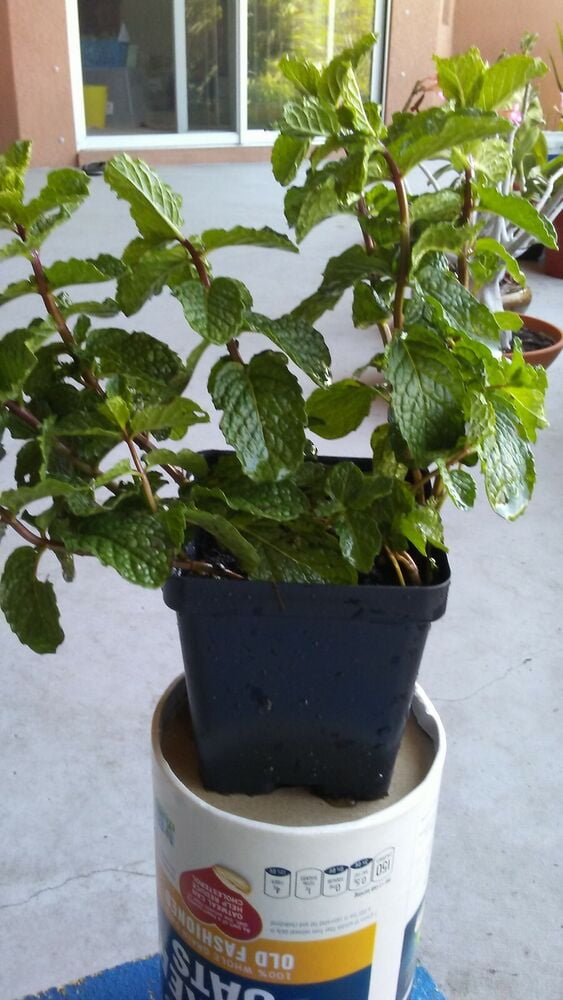 Chocolate Mints, Peppermints ,Fish mints, Culantro, Piper Lolot, Rice ...