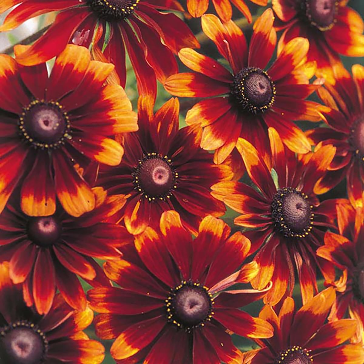 Chocolate Orange Black-Eyed Susan - Gallon Pot - Rudbeckia - Walmart.com