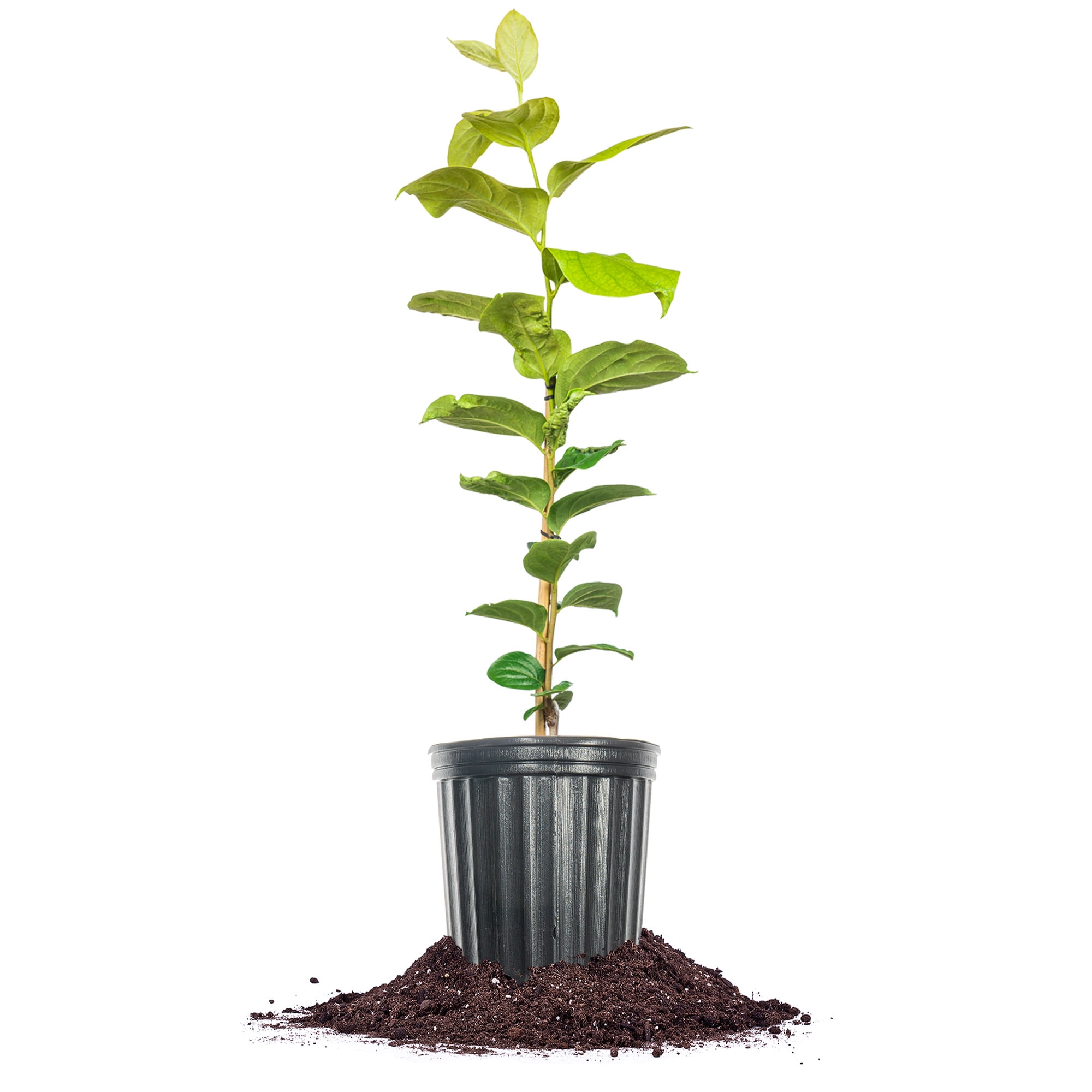 Chocolate Persimmon Tree - Walmart.com