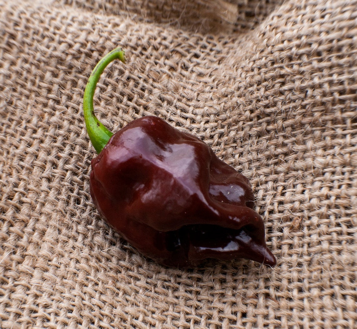 Unique Chili: Walmart's Chocolate Scotch Bonnet Heirloom Pepper Premium ...