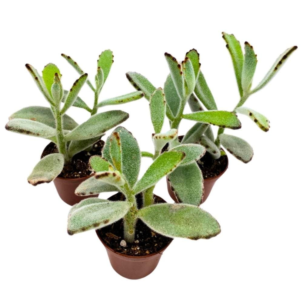 Chocolate Soldier Kalanchoe tomentosa Panda Plant, 2 inch Set of 3 ...