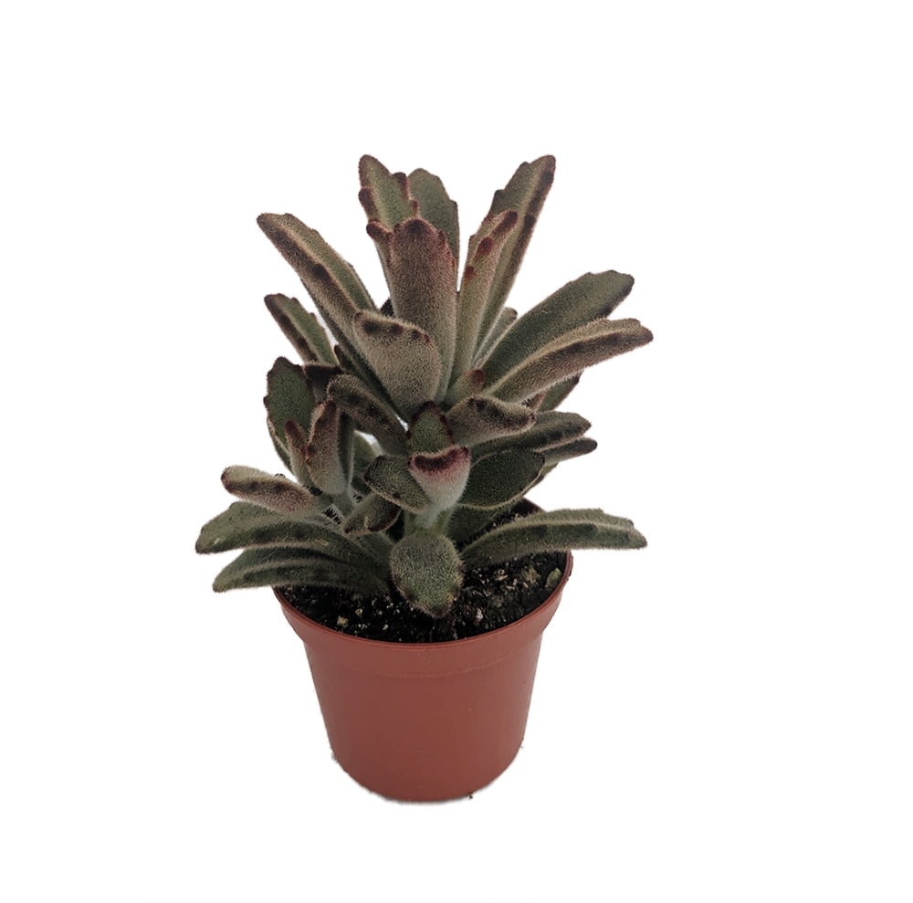 Chocolate Soldier Plant - Kalanchoe tomentosa - 2.5" - Walmart.com