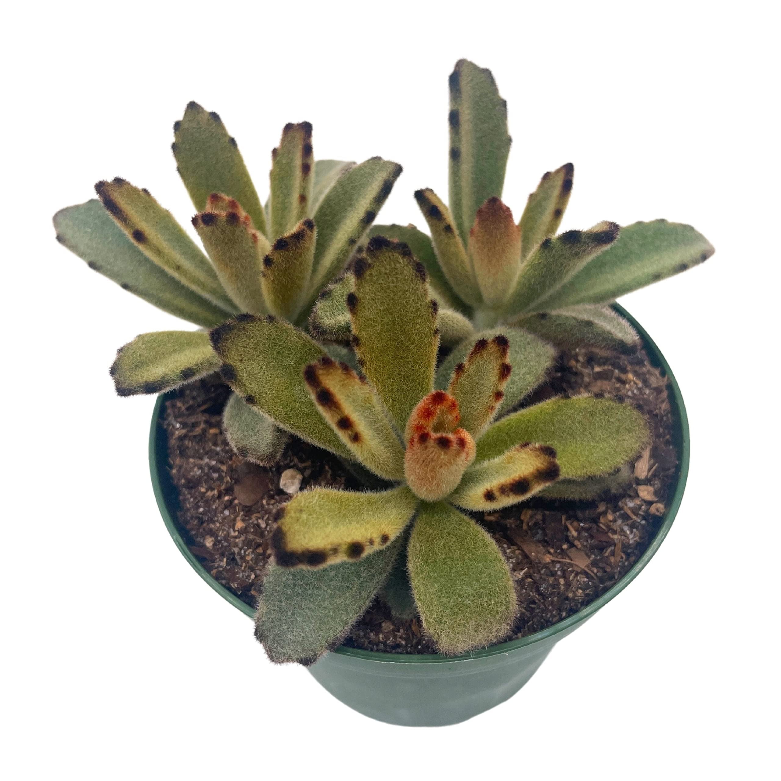 Chocolate Solider, 4 inch, Kalanchoe Tomentosa Velvet Panda Plush Plant ...
