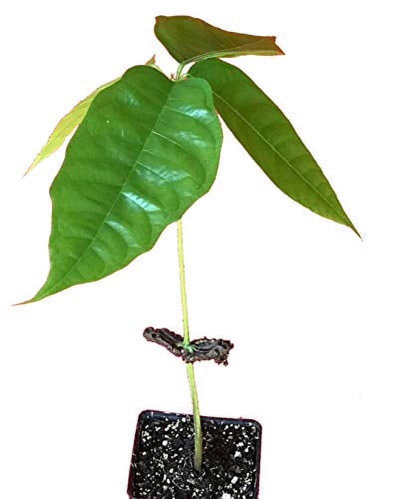 Chocolate Tree / Theobroma Cacao - 1 live potted plant - Walmart.com