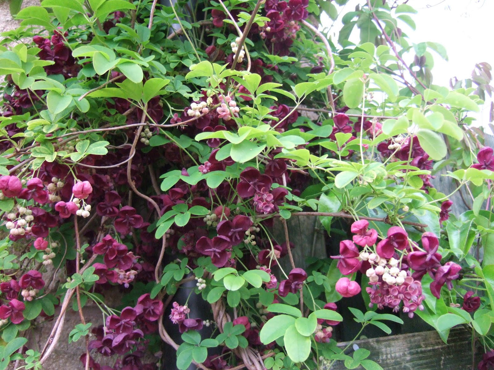 Hirt's Gardens, Chocolate Vine Perennial, 2.5" Pot, Edible - Walmart.com