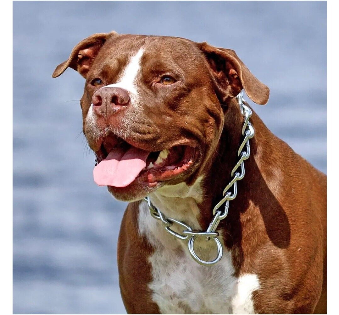 Choke Chain Collars for Dog Training Great Quality Welded Steel Many ...