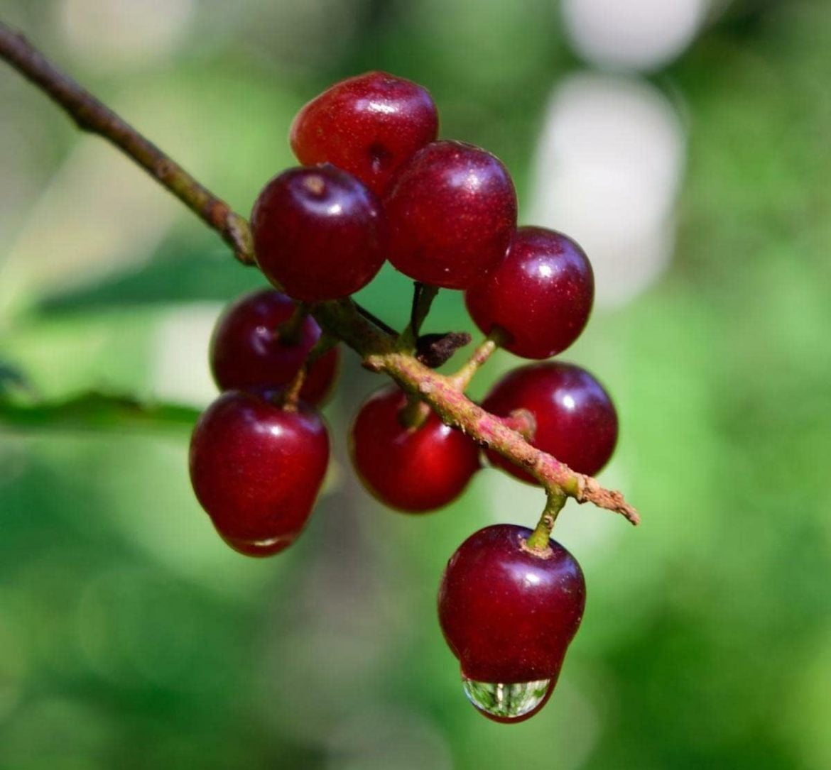 Choke Cherry Tree - 24-36" Tall Live Plant - 2-3 Foot Tall Bareroot ...