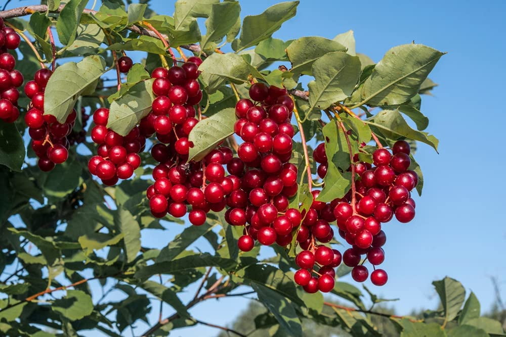Chokecherry Seeds for Planting - 30 Seeds - Great for Jam or Syrup ...