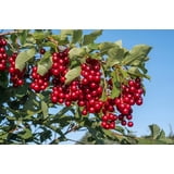 Chokecherry Seeds for Planting - 30 Seeds - Great for Jam or Syrup ...