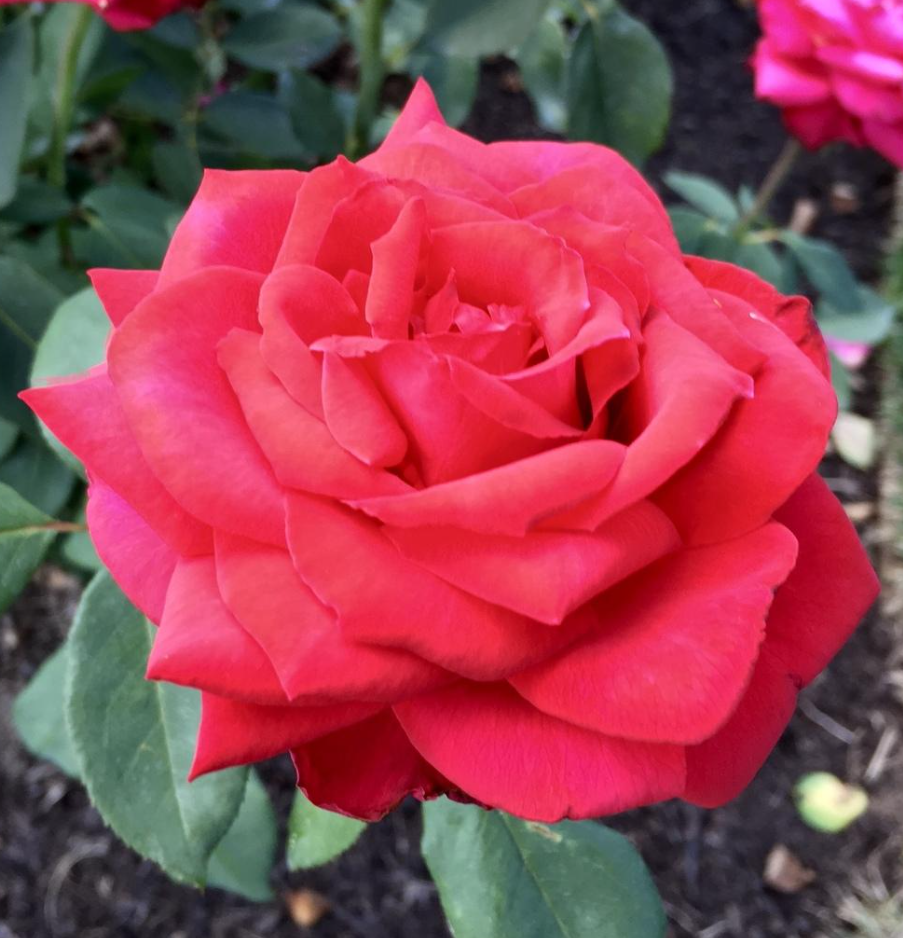 Christian Red Rose Bush Live Plant, Hybrid Tea Rose Plant Live, 5-8 ...