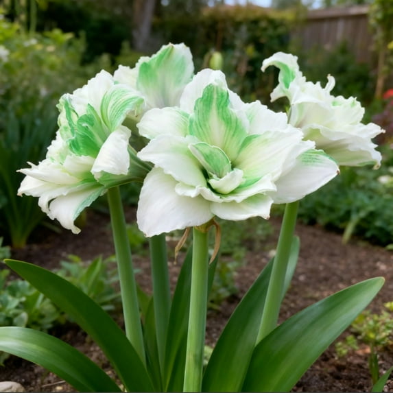 Christmas Amaryllis-Bulbs For Planting-Beautiful Garden Decoration ...
