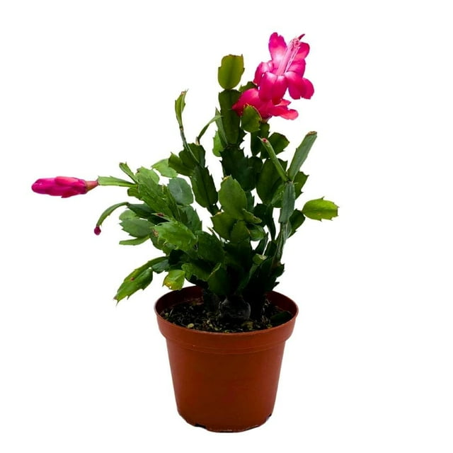 Christmas Cactus, 4 inch Xmas Thanksgiving Easter Holiday Schlumbergera ...