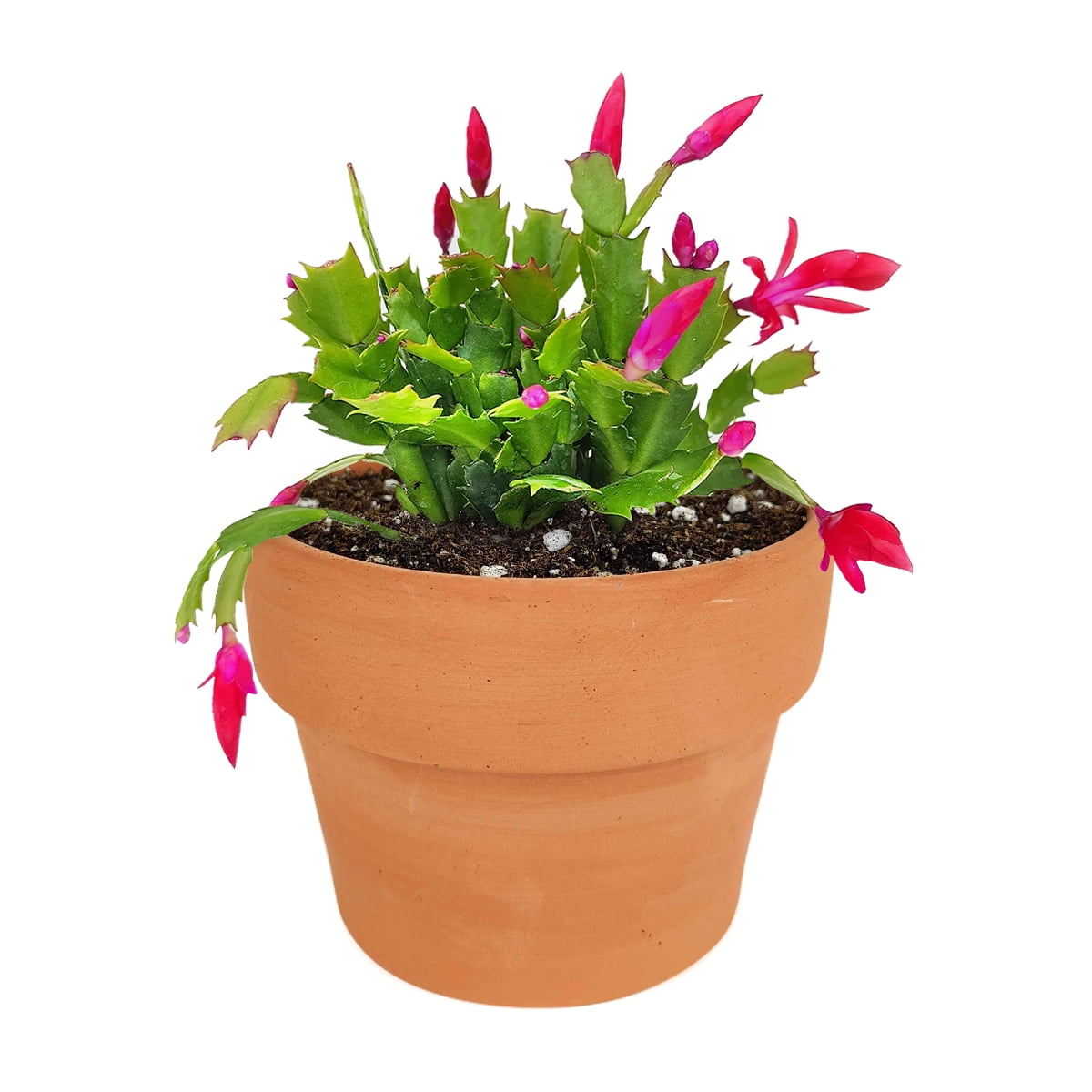 Christmas Cactus Thanksgiving Cactus, Winter Bloom Holiday Cactus - 4 ...