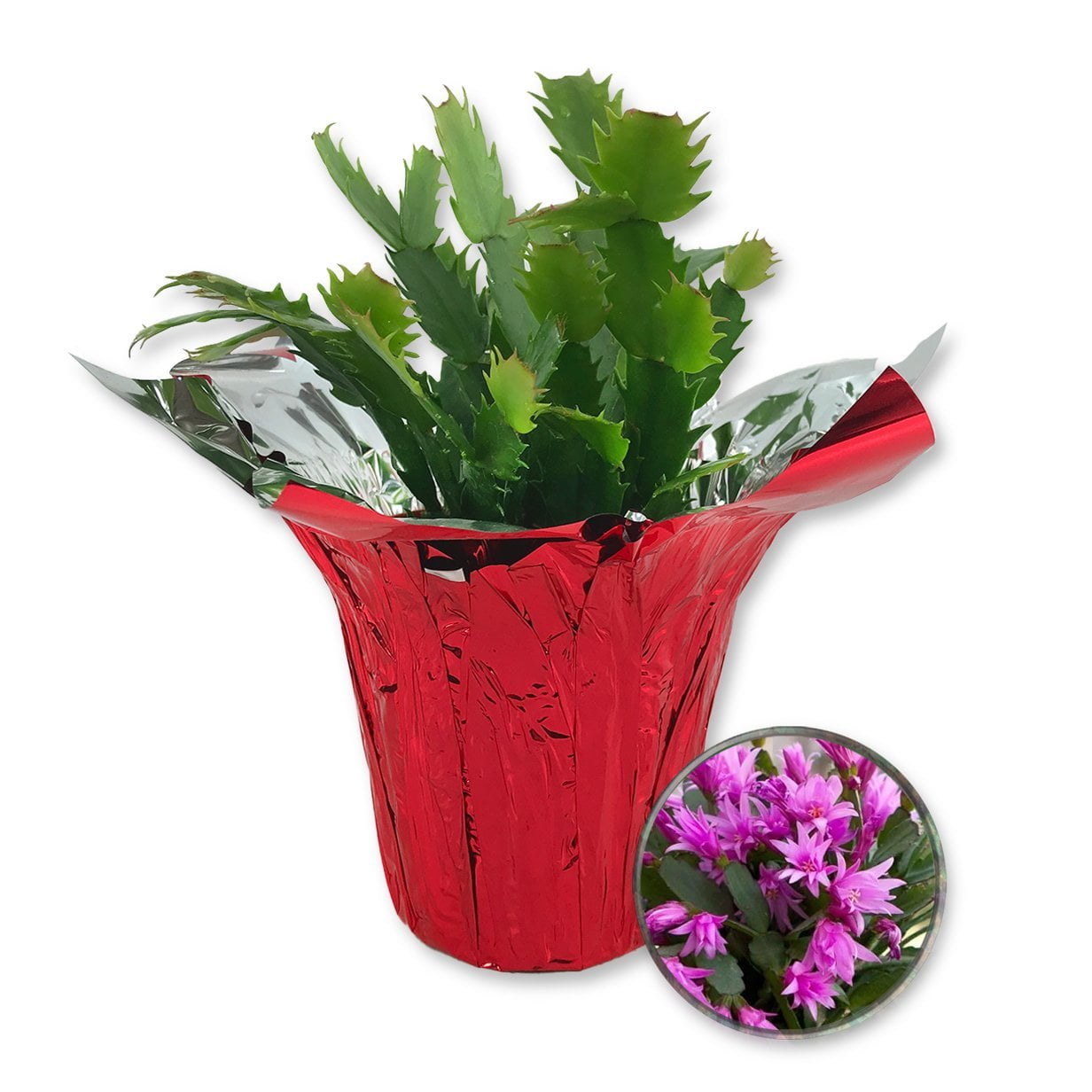 Christmas Cactus in Festive Holiday Cover - Red - Live Plant in a 4 ...