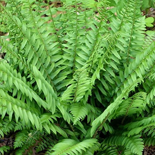Christmas Fern Roots - Perennials, Hardy Ferns, Year Round Beauty, Fern ...