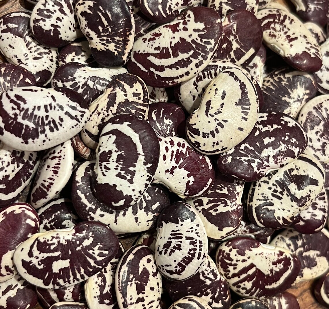 Sherwood's Seeds 20 Christmas Lima Fagioli del Papa Plant Seeds ...