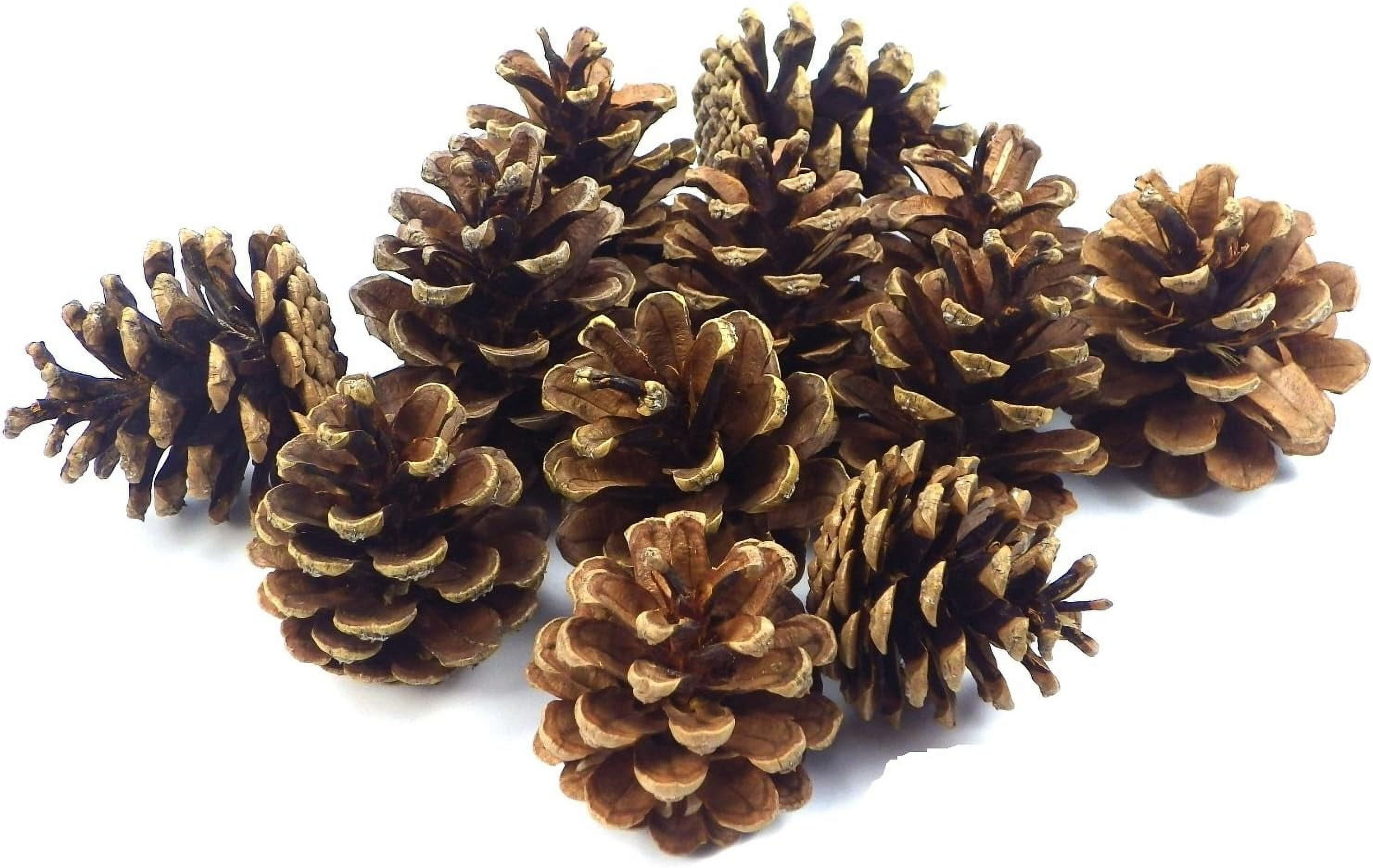 Christmas Rustic Ornaments Pine Cones, Natural Pine Cones With String ...