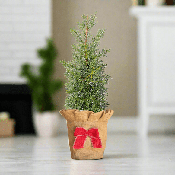 Cypress Christmas Trees