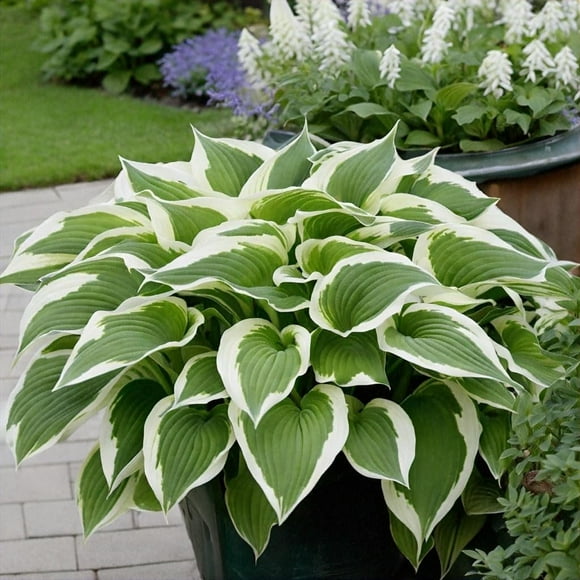 Hosta Plants in Perennials - Walmart.com