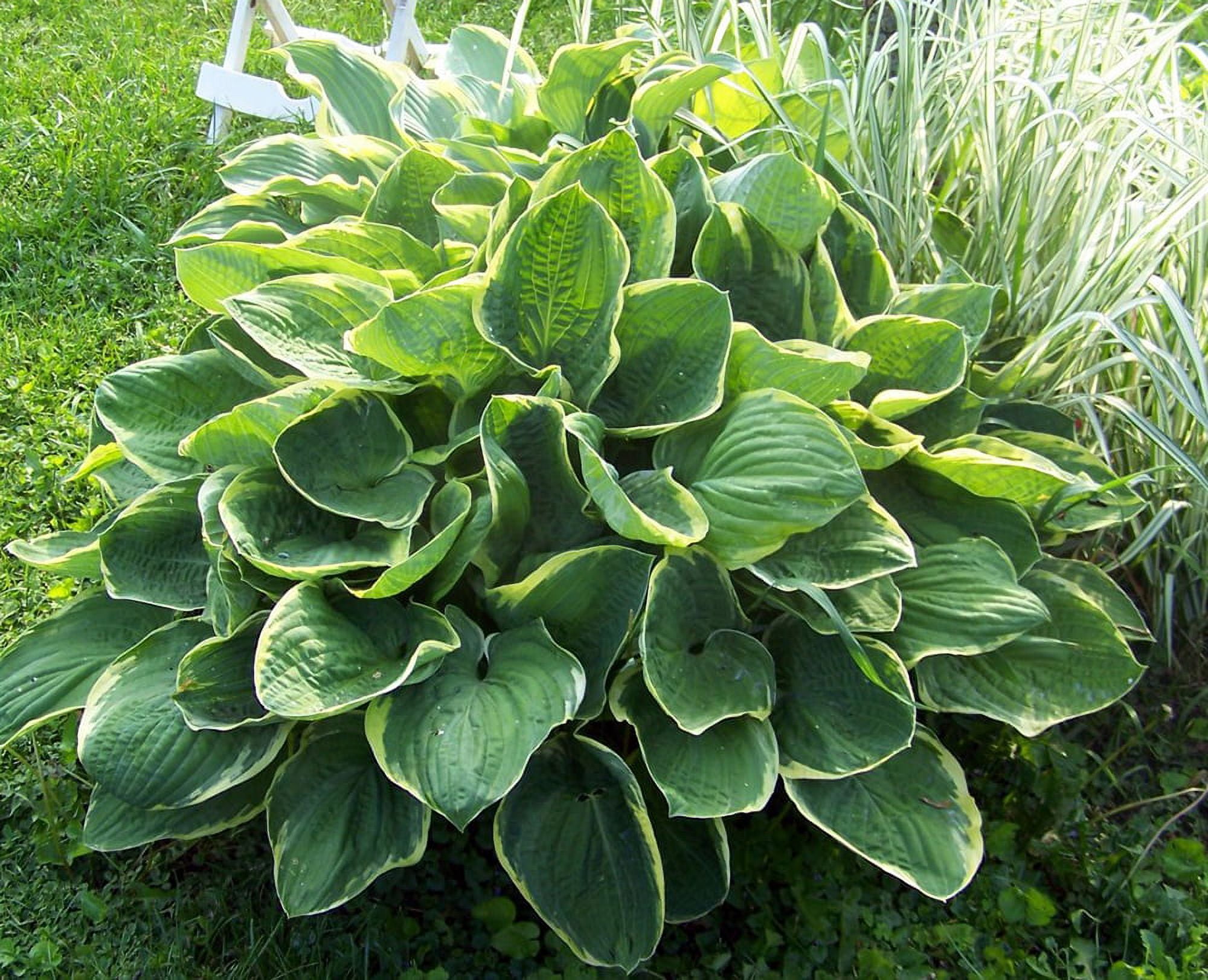 Christmas Tree Hosta - Shade Perennial - Quart Pot - Live Plant ...