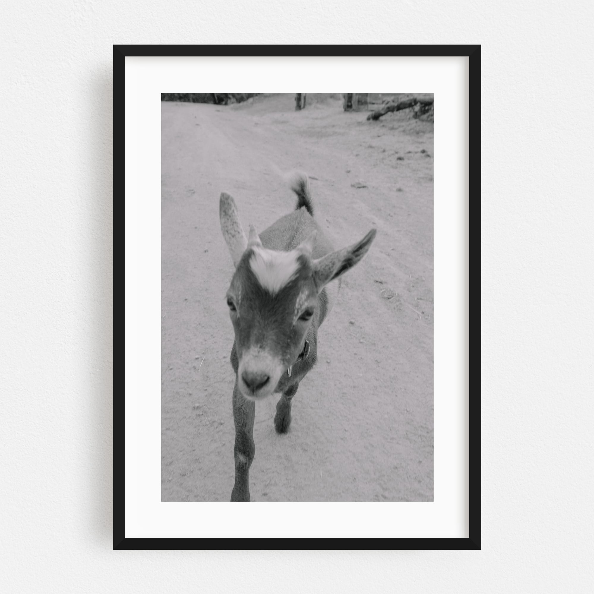 Christopher The Mini Goat - Three Rivers California Photography Black ...