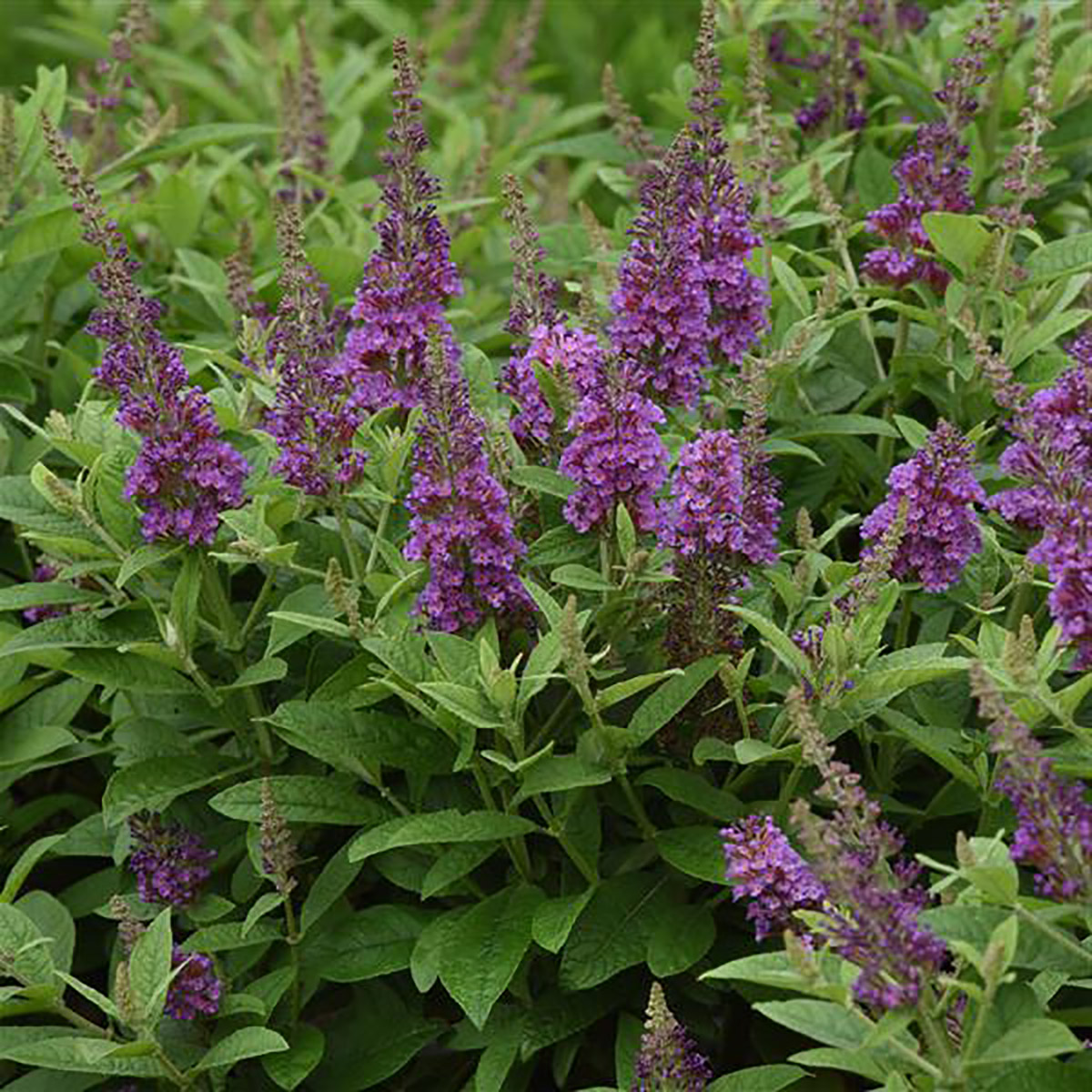 Chrysalis™ Blue Butterfly Bush - Buddleia - Compact - Gallon Pot ...