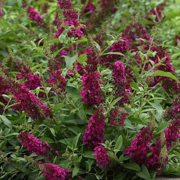 Chrysalis™ Cranberry Butterfly Bush - Buddleia - Compact - Gallon Pot ...