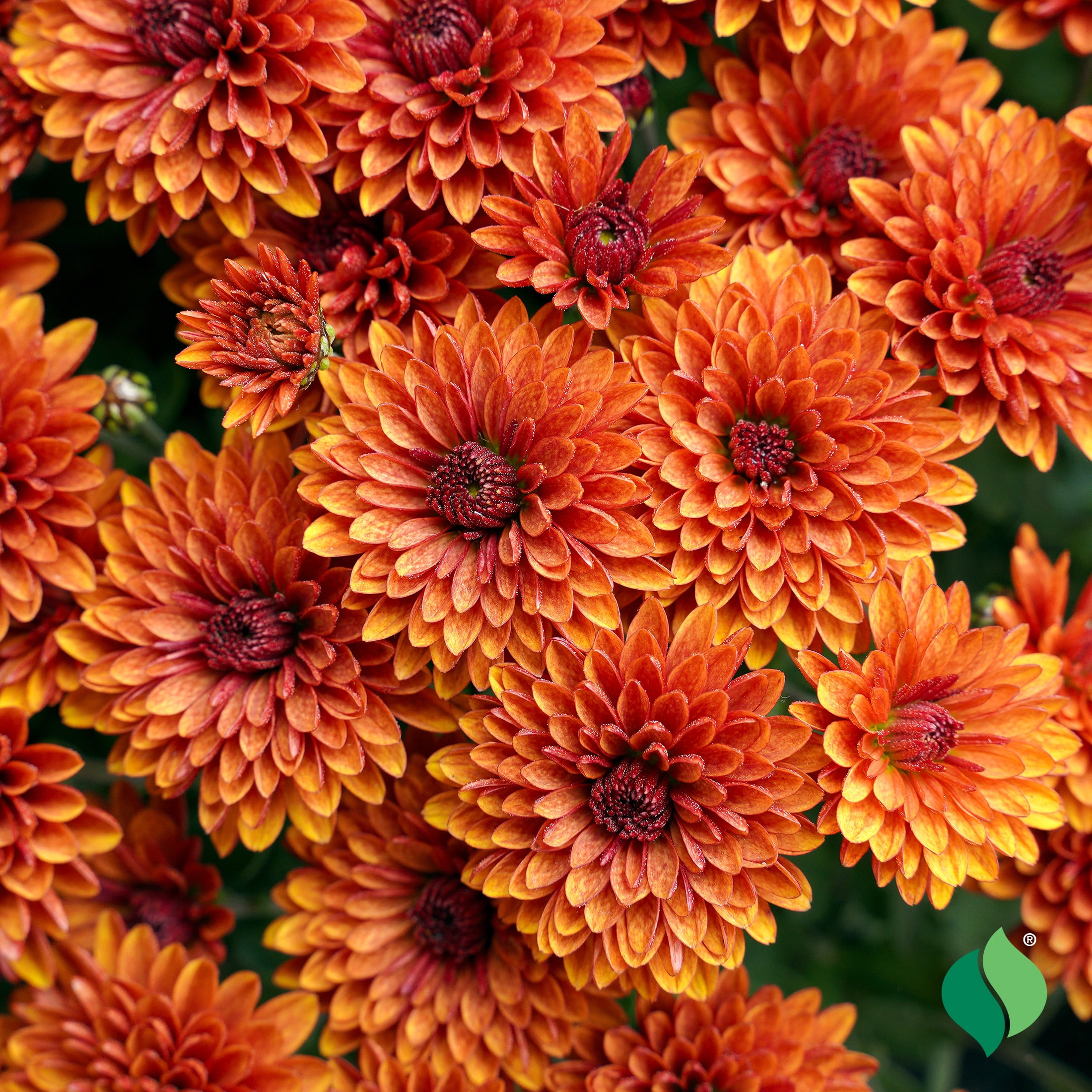 8 in. Mum (Chrysanthemum), Live Annual Plant, Bronze Flowers - Walmart.com