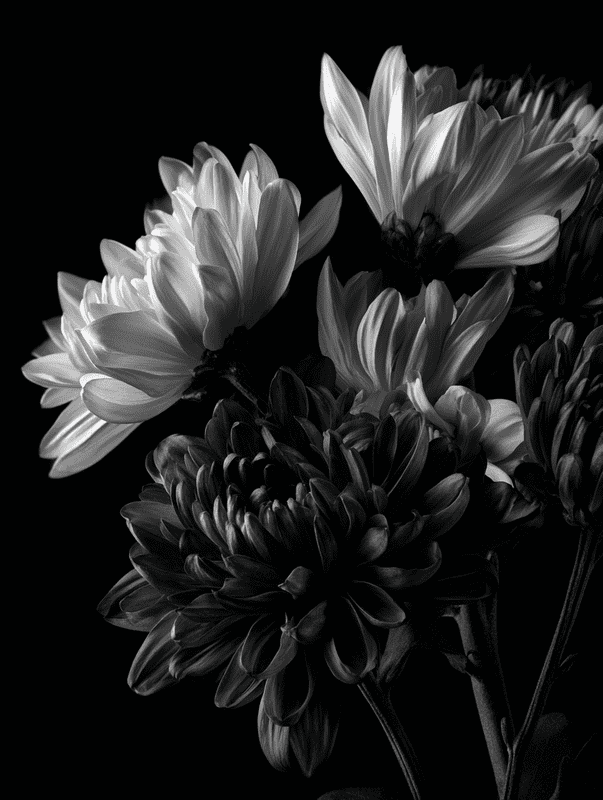 Chrysanthemum Canvas Print Wall Art for Living Room Bedroom Office ...