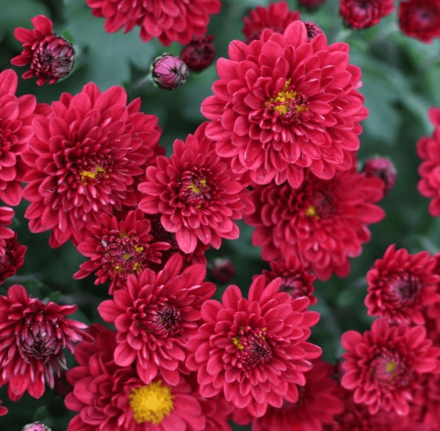 Chrysanthemum Flower Plant, Red Mums Plant Live for Gardening, 4 to 7 ...