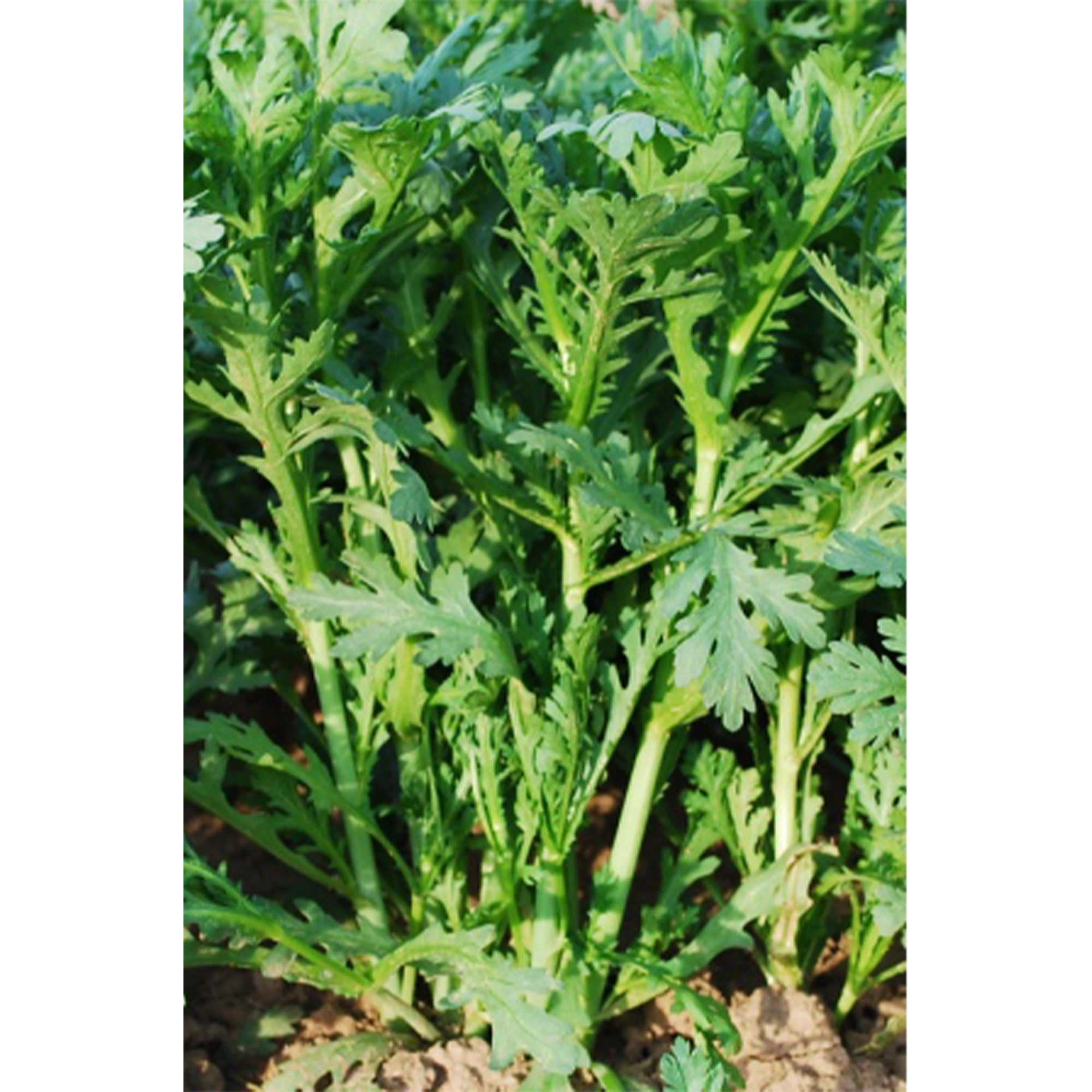Chrysanthemum Greens Seeds - Oasis - 5 Lb Bulk ~1144000 Seeds - Non-GMO ...