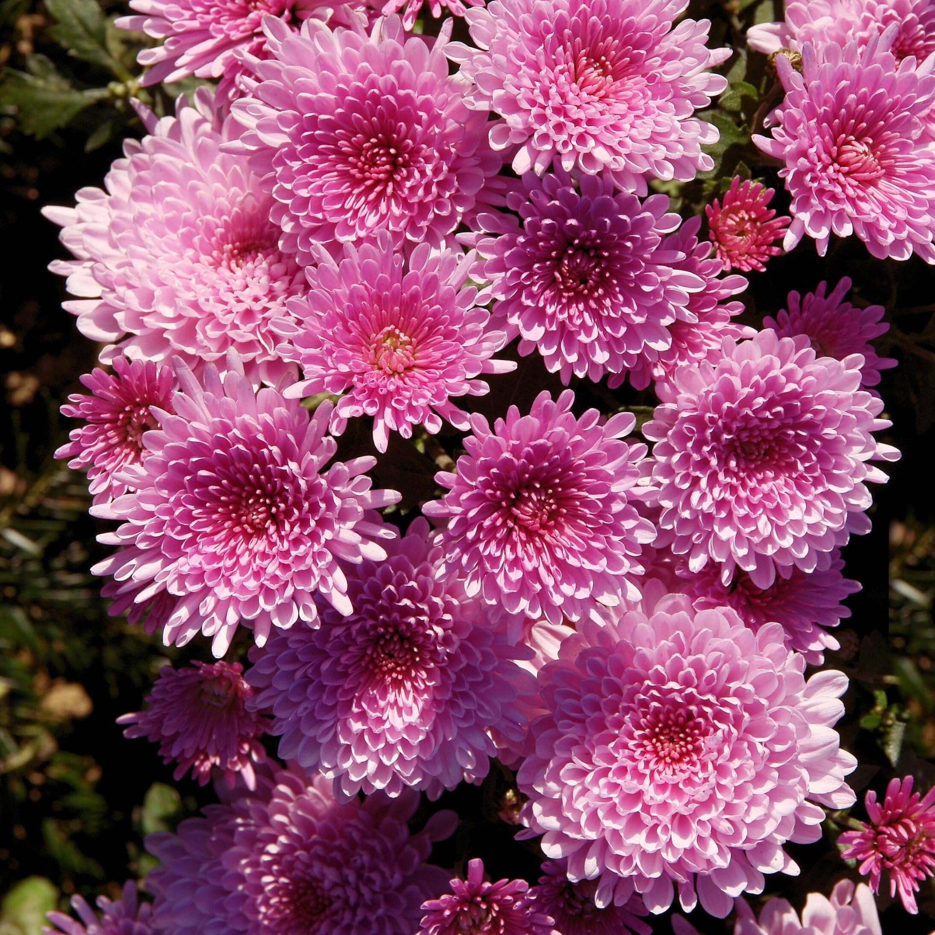 Chrysanthemum Plants Live Tree Well Rooted, 4 To 6 Inches Tall, Mums ...