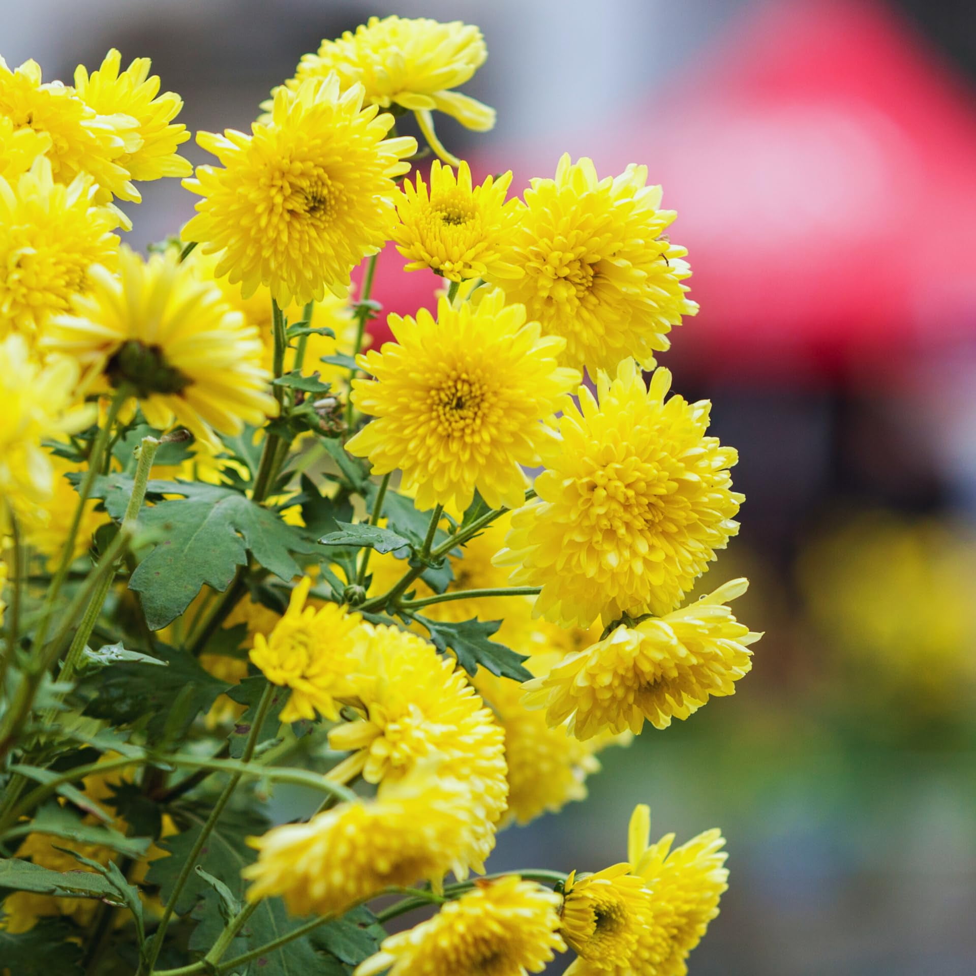 Chrysanthemum Plants Live Tree Well Rooted, 4 To 6 Inches Tall, Mums ...