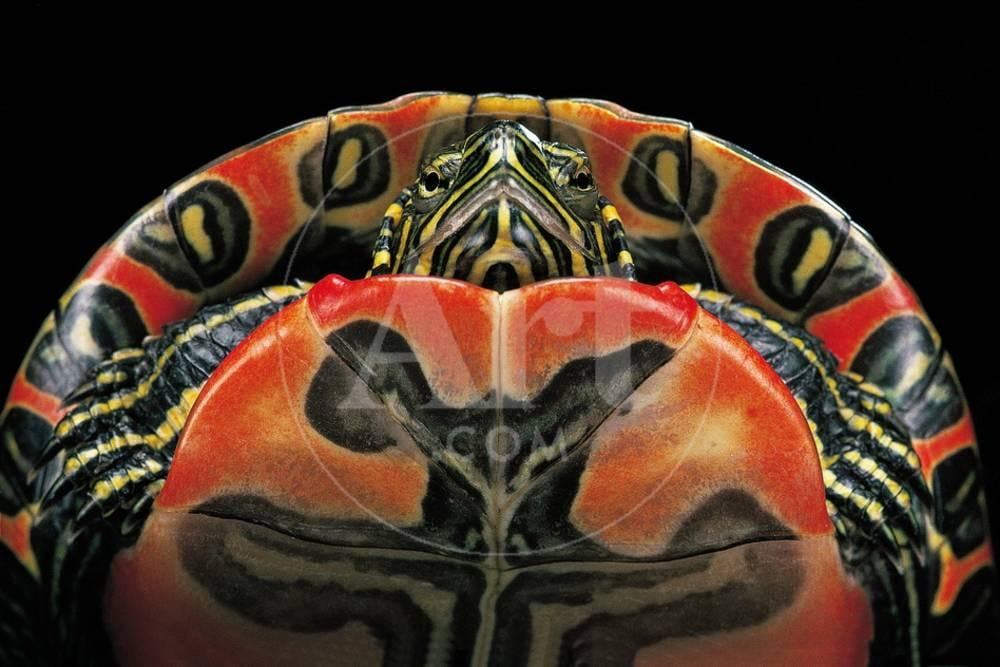 Chrysemys Picta Bellii Painted Turtle, Unframed Photographic Print Wall ...