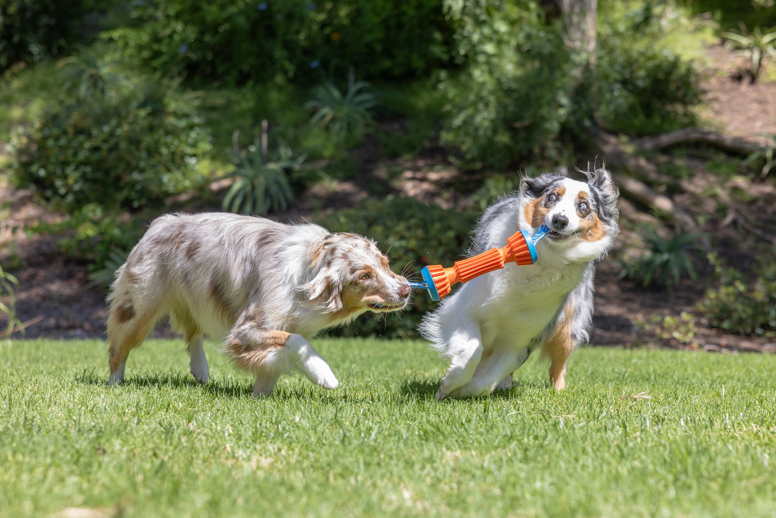 ChuckIt! Rugged Bumper Rubber Fetch Dog Toy with Nylon Straps, Medium ...