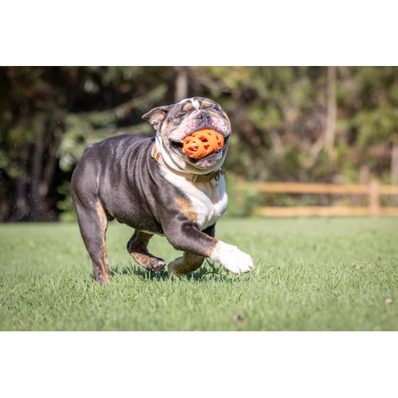Chuckit! Air Fetch Rubber Football Outdoor Fetch Dog Toy, Orange, Pack ...