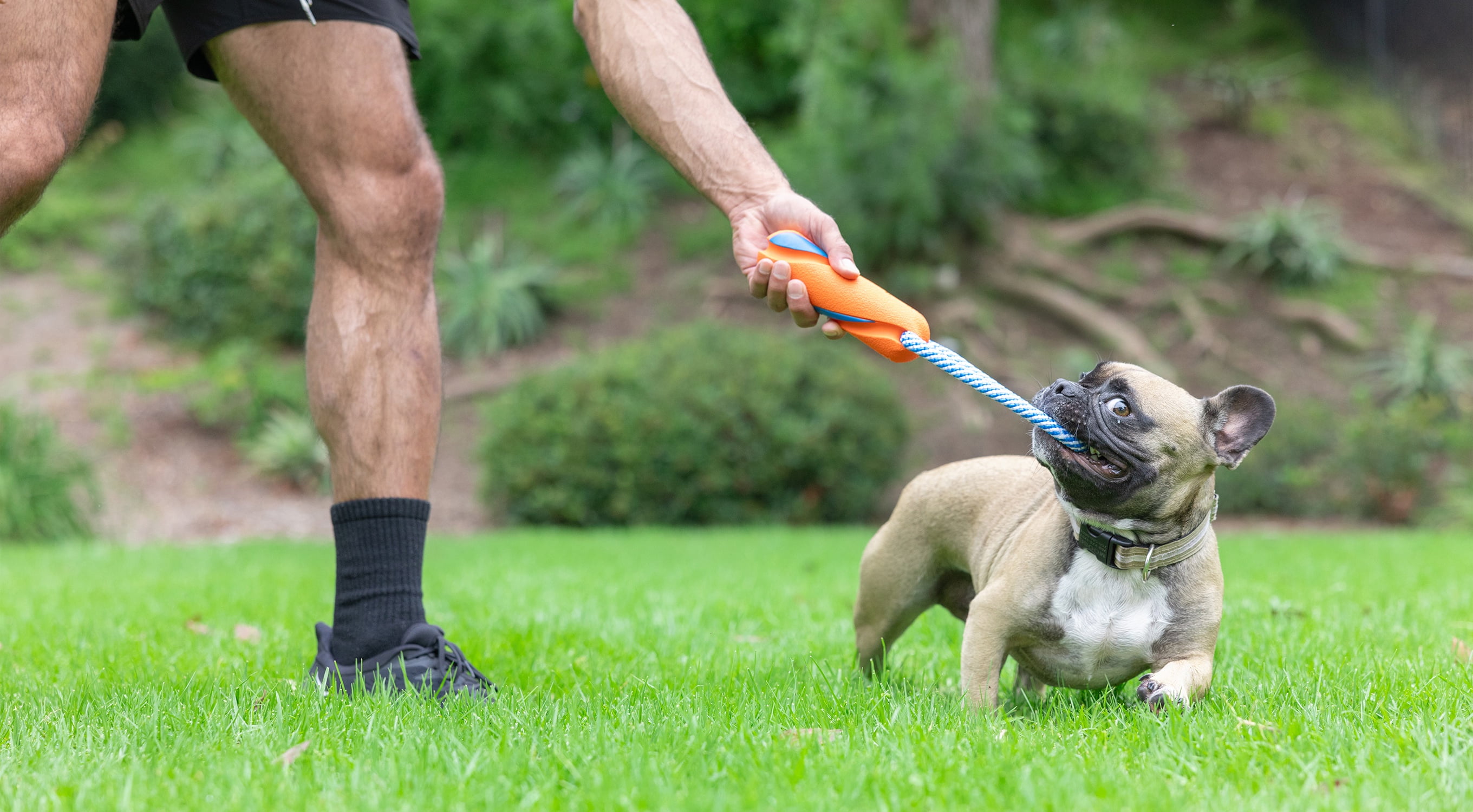 Chuckit! Ultra Bumper Rubber Tug Rope Dog Toy, Medium 9.75", Pack of 1 ...