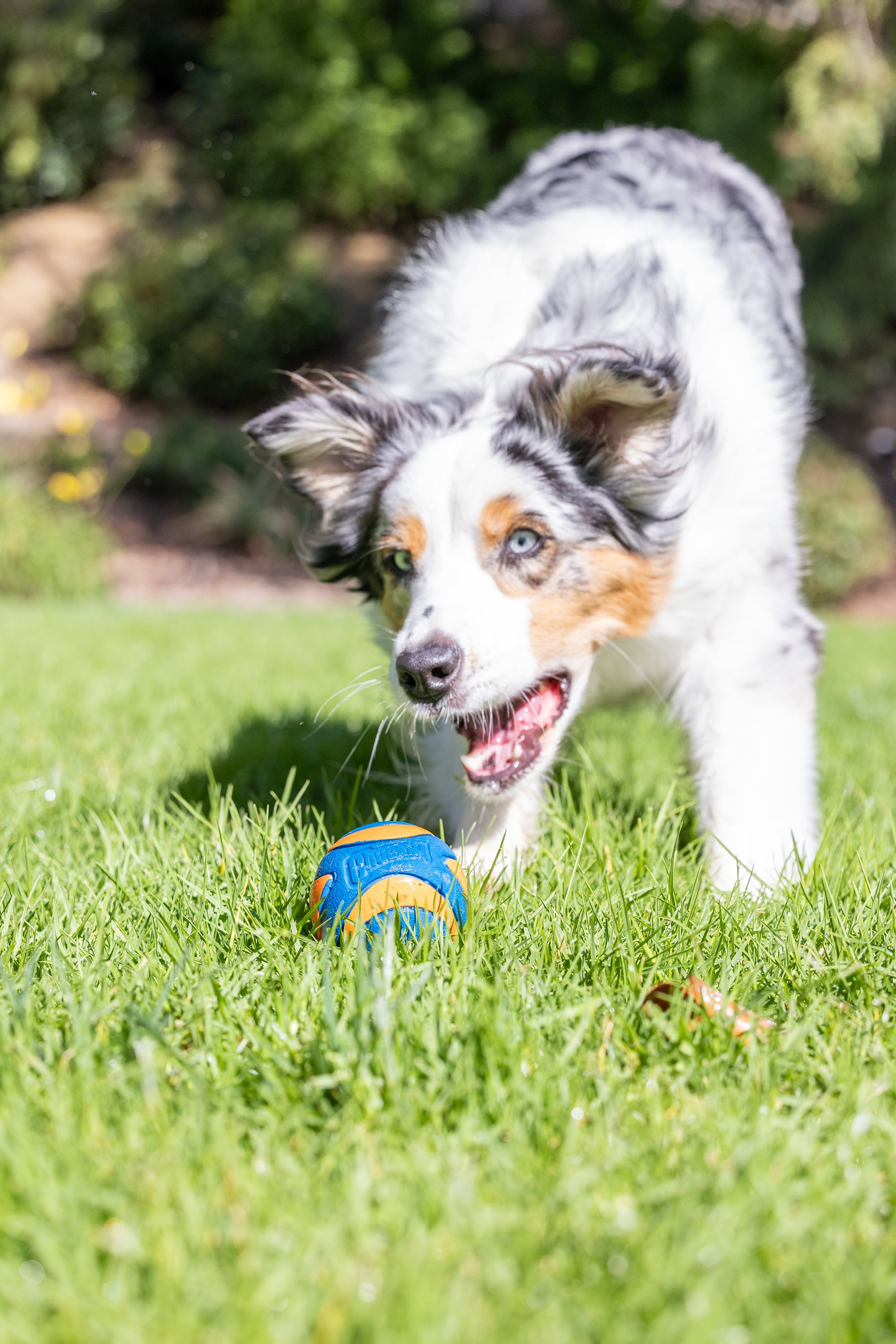Chuckit! Ultra Squeaker Rubber Ball Fetch Dog Toy, Large (3") for Dogs ...
