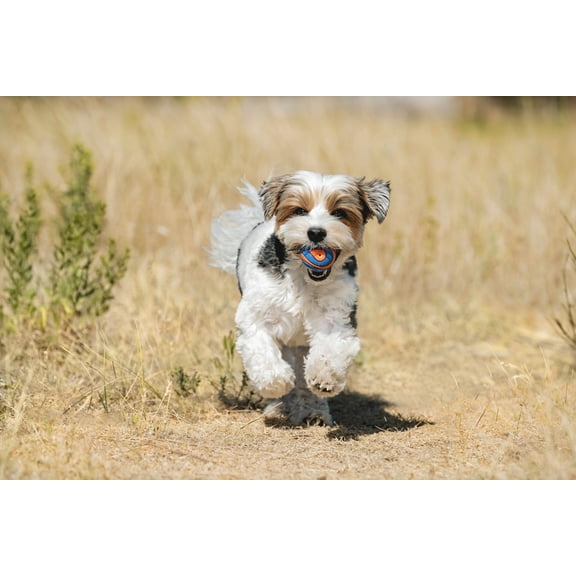 Chuckit! - Walmart.com