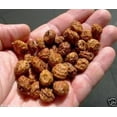Chufa Seed - 50 Lbs. - Walmart.com