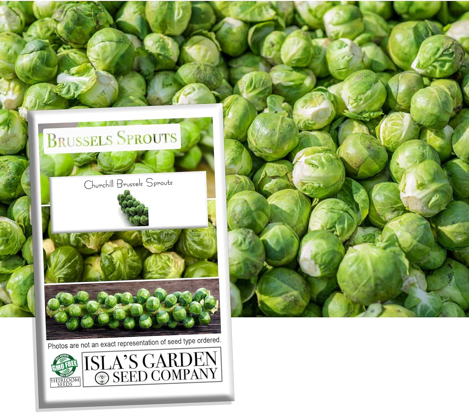 Churchill Brussels Sprout Seeds for Planting, 300+ Heirloom Seeds Per ...