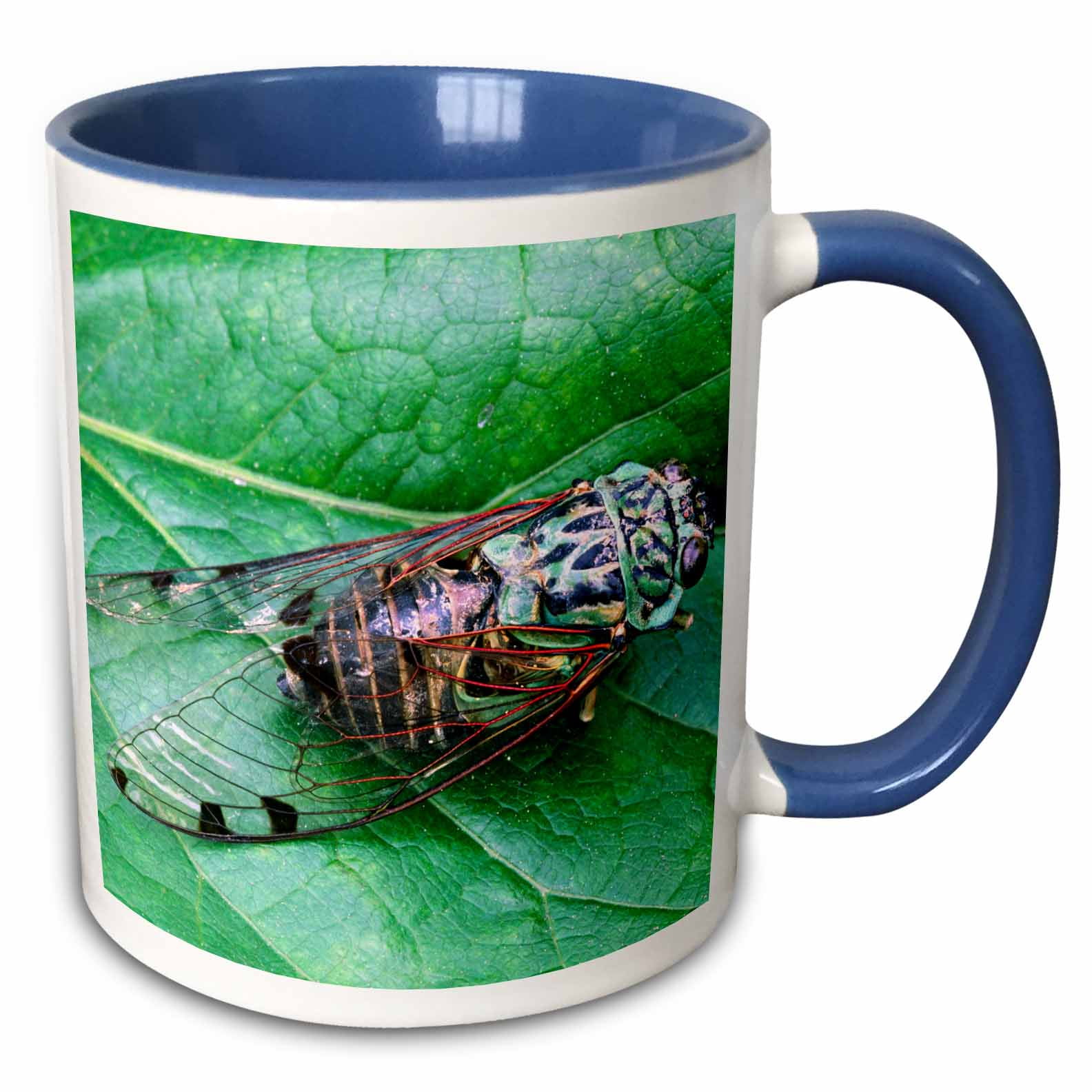 3drose, Cicada, Bug, Member of Family Cicadidae, Insect - Na01 Csl0002 ...