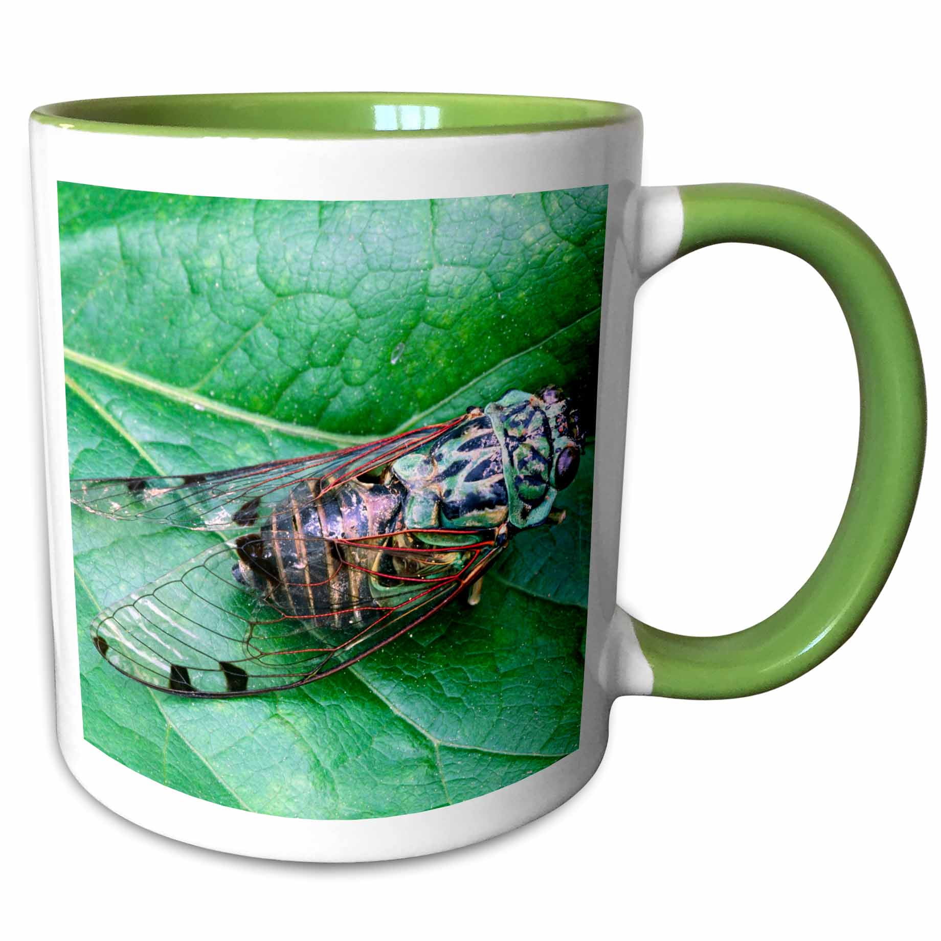 3drose, Cicada, Bug, Member of Family Cicadidae, Insect - Na01 Csl0002 ...