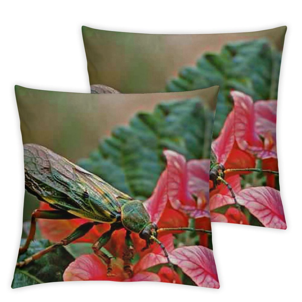 Cicada, Bug, Member of Family cicadidae, insectCharles Sleicher-Quilt ...