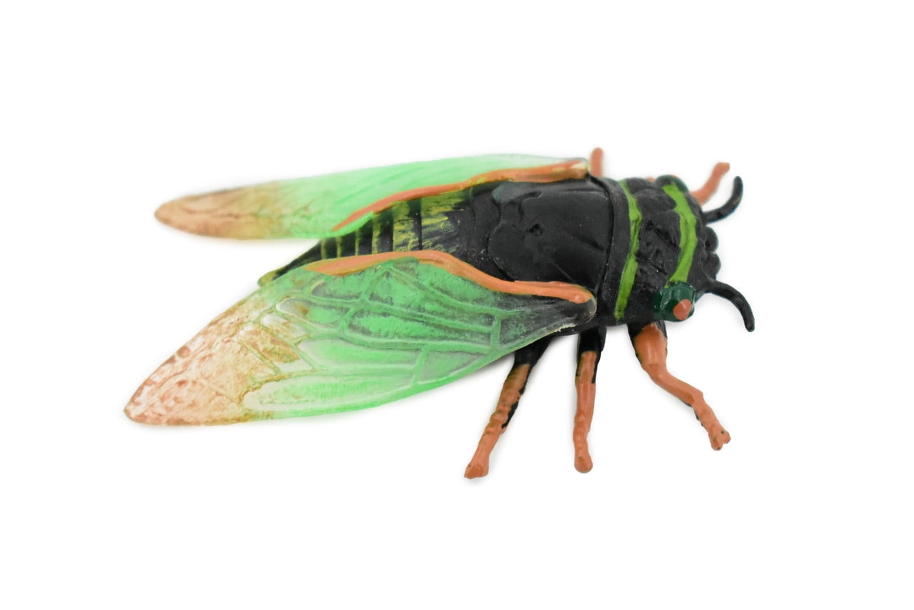 Cicada, Cicadoidea, Rubber Insect, Hand Painted, Realistic Toy Figure ...