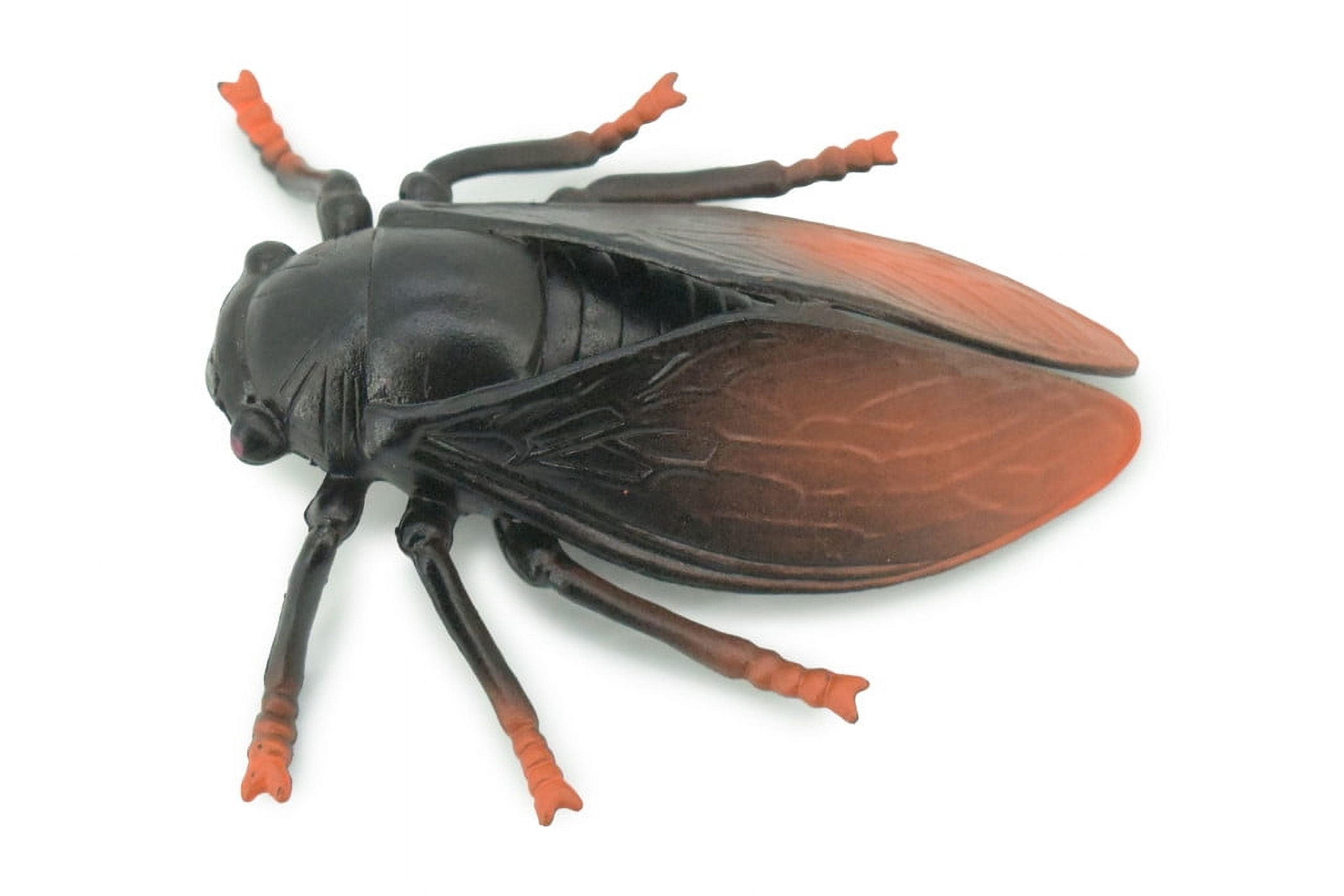 Cicada Toy, Cicadidae, Hand Painted, Rubber Insect, Educational, Realistic Figure, Lifelike ...